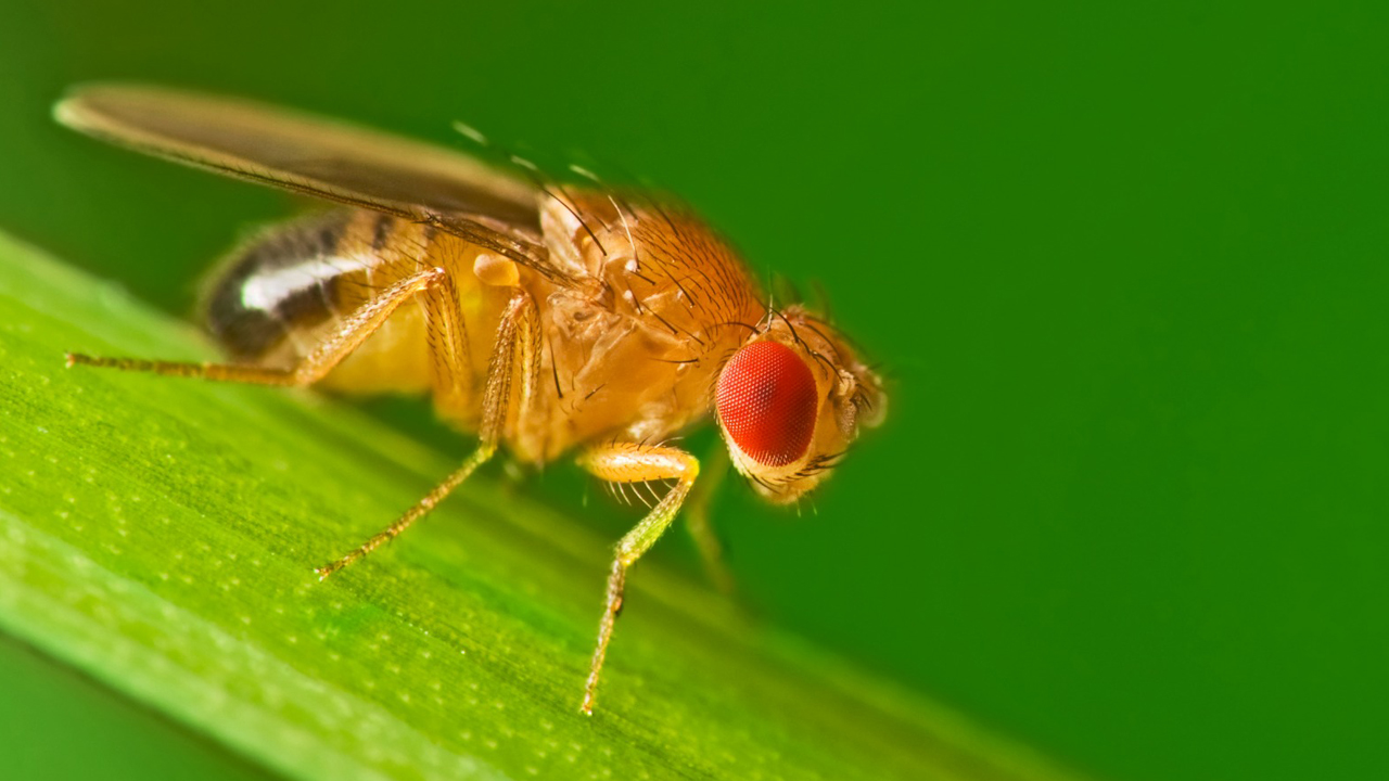 KEHEBATAN LALAT SEHINGGA MEMENANGI ANUGERAH NOBEL – AJAR